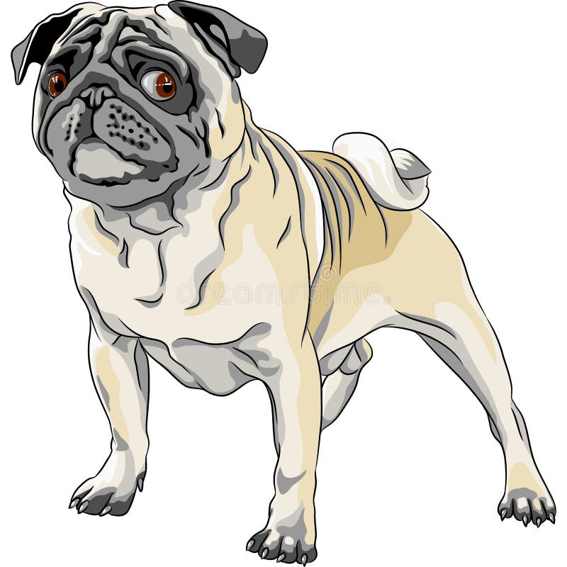 Sketch angry dog pug breed stock vector. Illustration of coat - 28404801