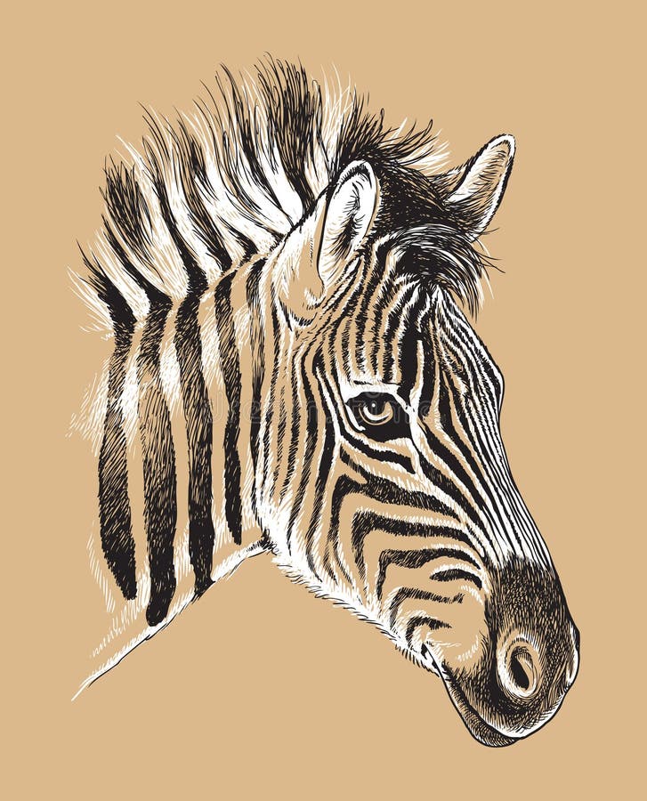 Zebra Face Drawing