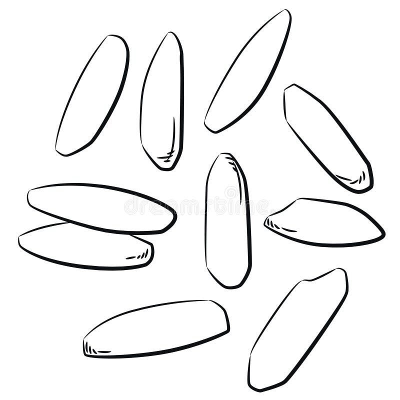 Sketch Basmati Rice Grain Organic Crops Stock Vector - Illustration of ...