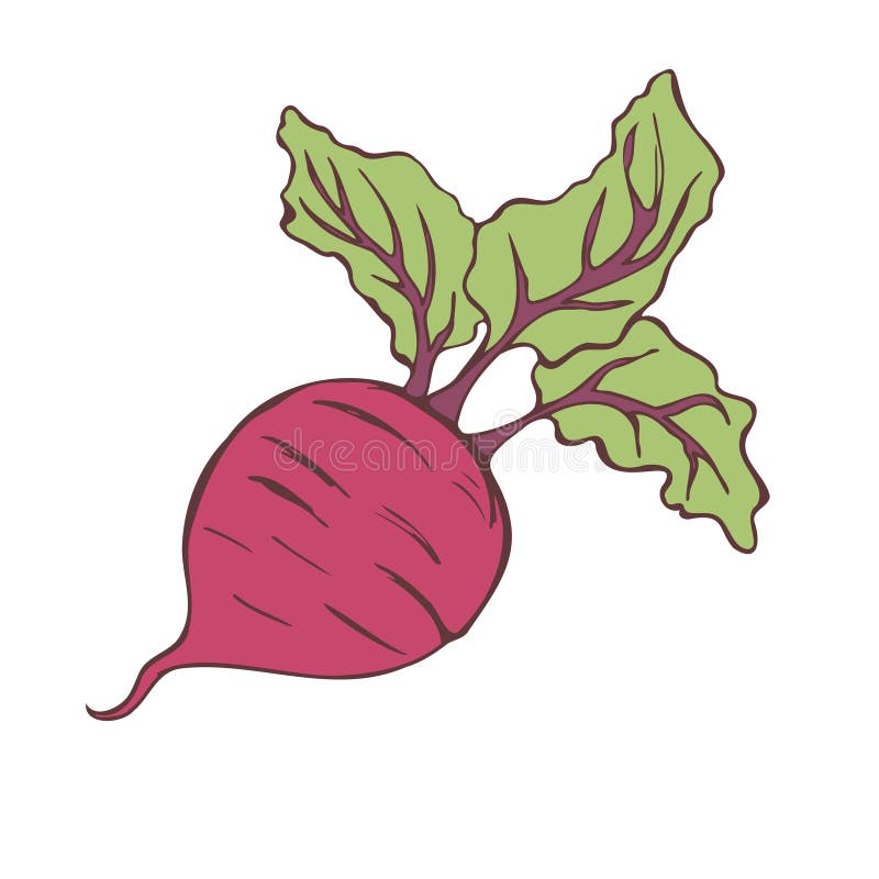 Sketch of Beets. Drawing by Hand Stock Vector - Illustration of design ...