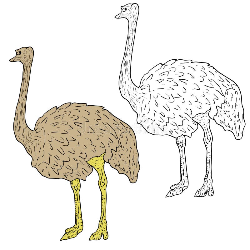 Sketch Big Ostrich Standing on a White Background. Vector Illustration ...