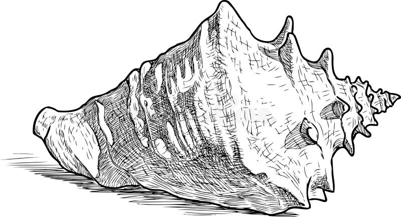 Sketch of a Big Sea Cockleshell Stock Vector - Illustration of life ...