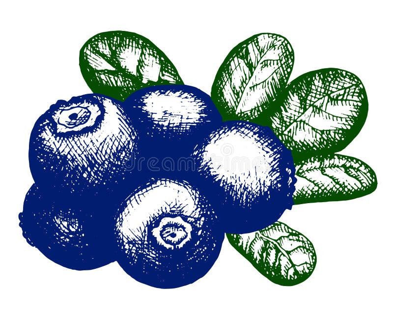 Bilberry stock photo. Image of leaves, bush, berry, blue - 43115658