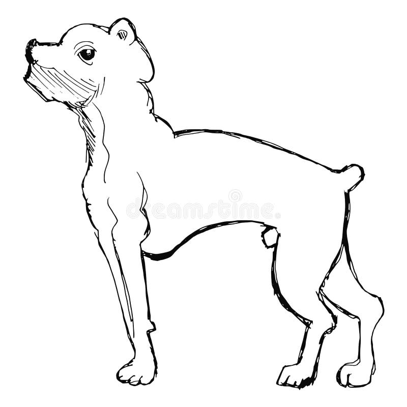 Sketch of boxer dog stock vector. Illustration of domestic - 101239012