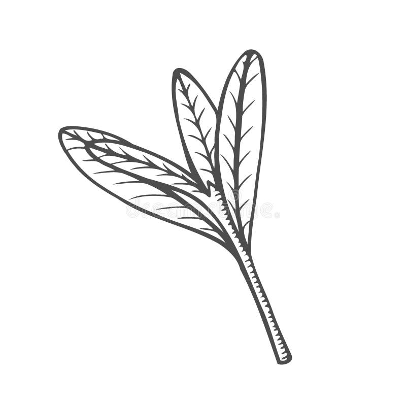 Coca Plant Drawing Stock Illustrations – 52 Coca Plant Drawing Stock ...