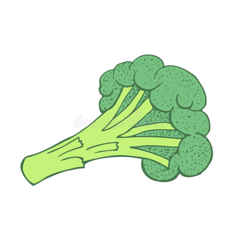 Sketch of Broccoli. Drawing by Hand Stock Vector - Illustration of ...