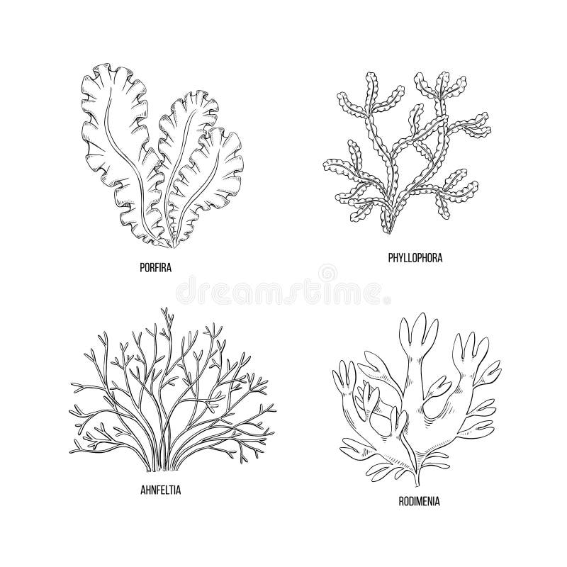 Sketch Brown Algae on White Backdrop. Vector Drawing Illustration. Line ...