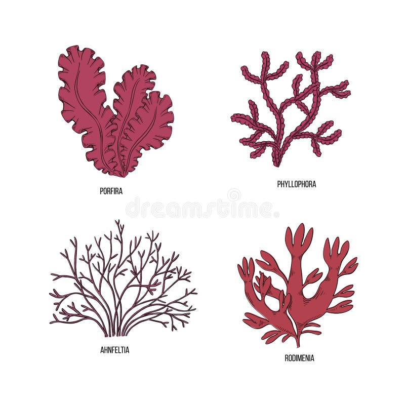 Porfira Algae Stock Illustrations – 7 Porfira Algae Stock Illustrations, Vectors & Clipart ...