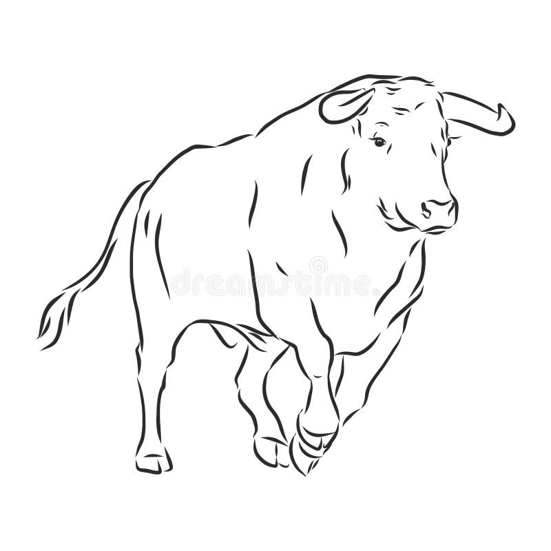 Sketch Bull. Vector Hand Drawn Illustration. Side View. Bull Vector ...