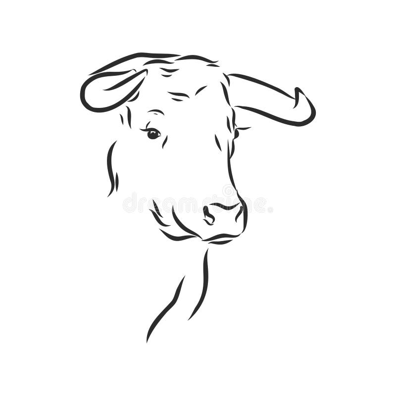 Sketch Bull. Vector Hand Drawn Illustration. Side View. Bull Vector ...