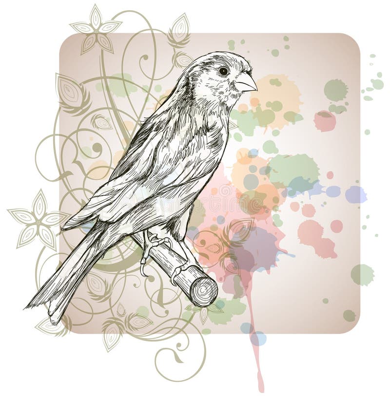 Sketch of a Canary Bird Sitting on a Branch Stock Vector - Illustration ...