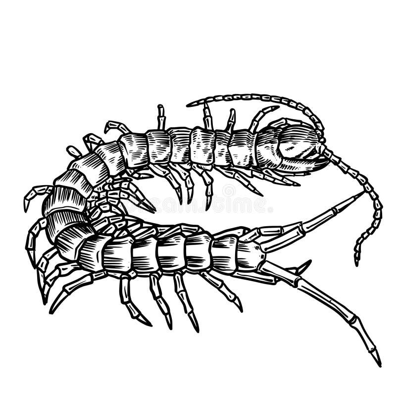 Sketch Centipede Hand Drawn Stock Vector - Illustration of tattoo ...