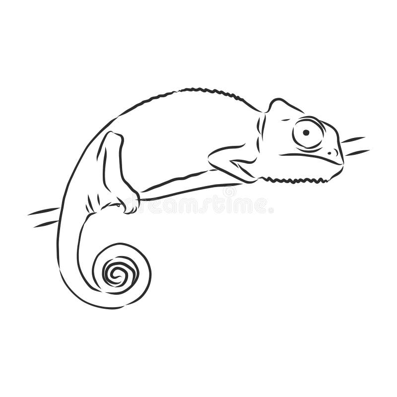 Hand Drawn Doodle Outline Chameleon Stock Illustrations – 118 Hand ...
