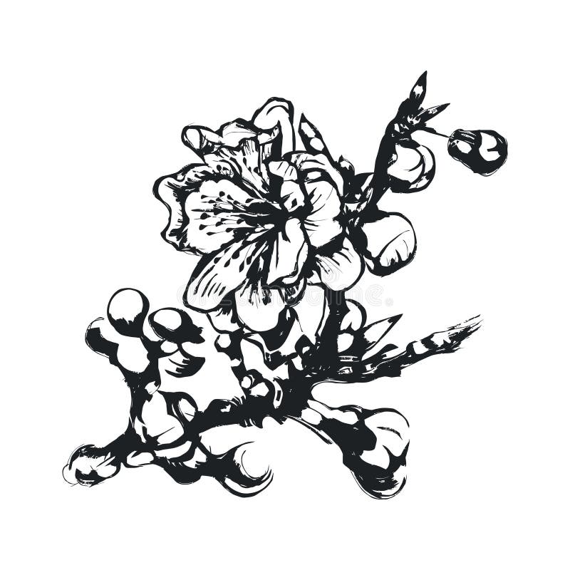 Sketch of a Cherry Blossom. Ink Hand Drawn Vector Illustration Stock ...