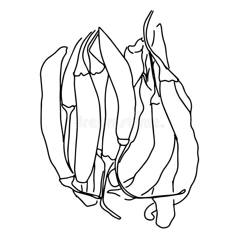 Sketch of chilli peppers stock vector. Illustration of spice - 269267255