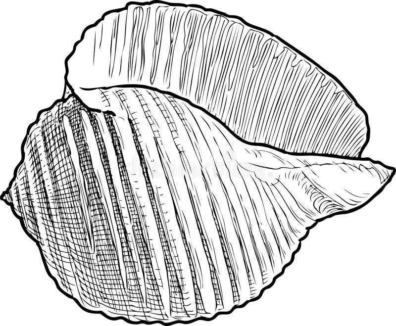 Sketch of a cockleshell stock vector. Illustration of shell - 115894280