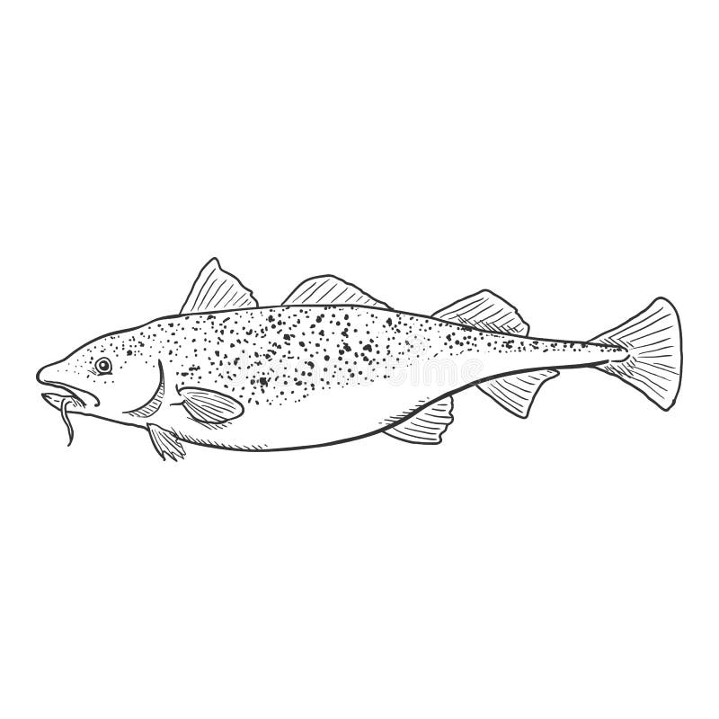 Sketch Cod Fish Vector Illustration Stock Vector - Illustration of ...