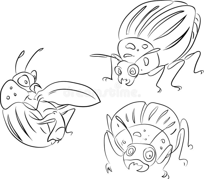 Sketch of Colorado Potato Beetle Stock Vector - Illustration of drawing ...