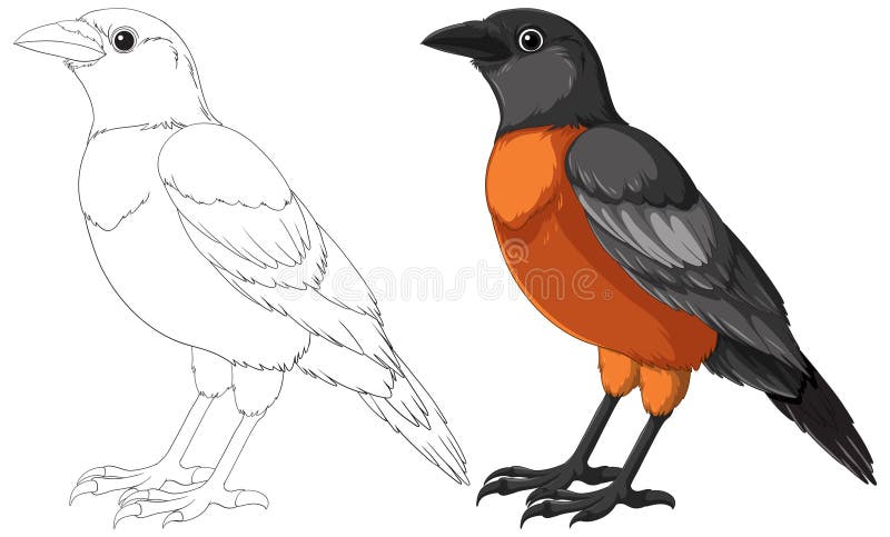 Sketch and Colored of a Bird Side by Side Stock Vector - Illustration ...