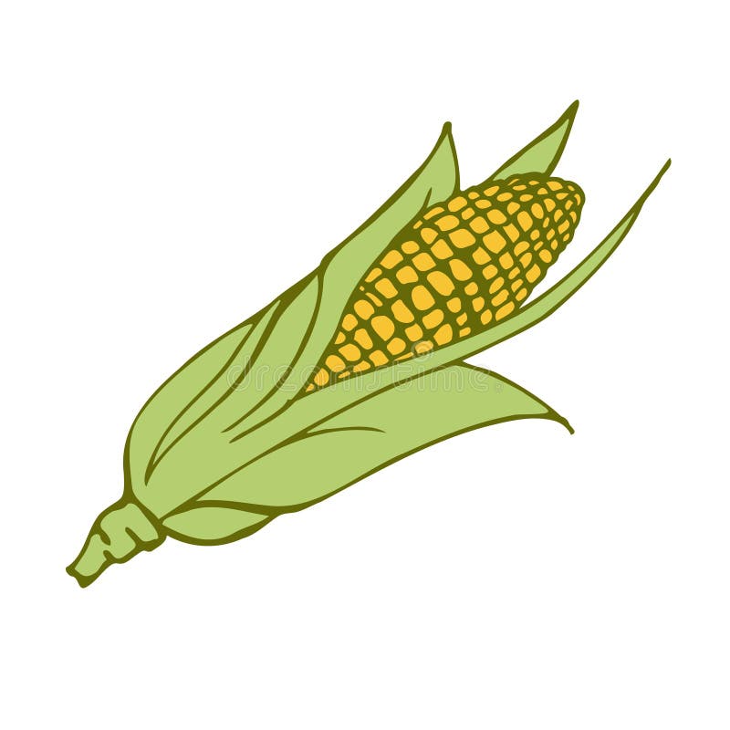 Sketch of a Corn. Drawing of Poison Stock Vector - Illustration of corn ...