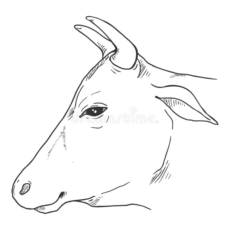 Cow Profile Outline