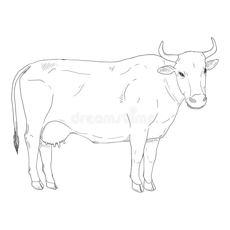 Sketch Cow. Vector Hand Drawn Illustration Stock Vector - Illustration ...