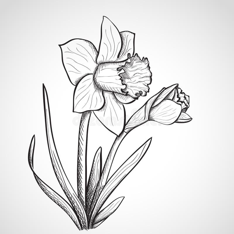 Sketch Daffodil Flower, Hand Drawn Stock Illustration - Illustration of ...
