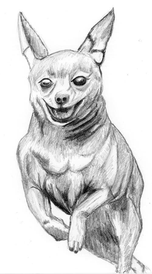 Sketch Dog Miniature Pinscher Stock Illustration - Illustration of pets ...