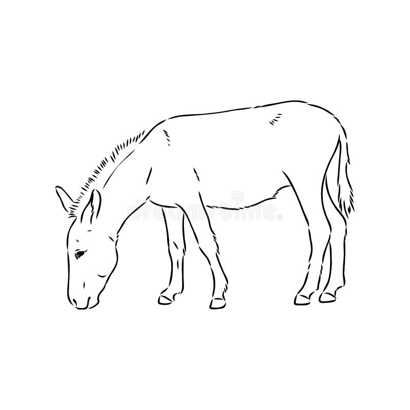 Sketch of Donkey Hand Drawn Illustration Donkey Vector Stock Vector ...