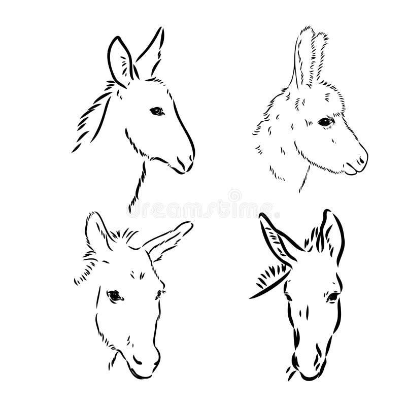 Sketch of Donkey Hand Drawn Illustration Donkey Vector Stock Vector ...