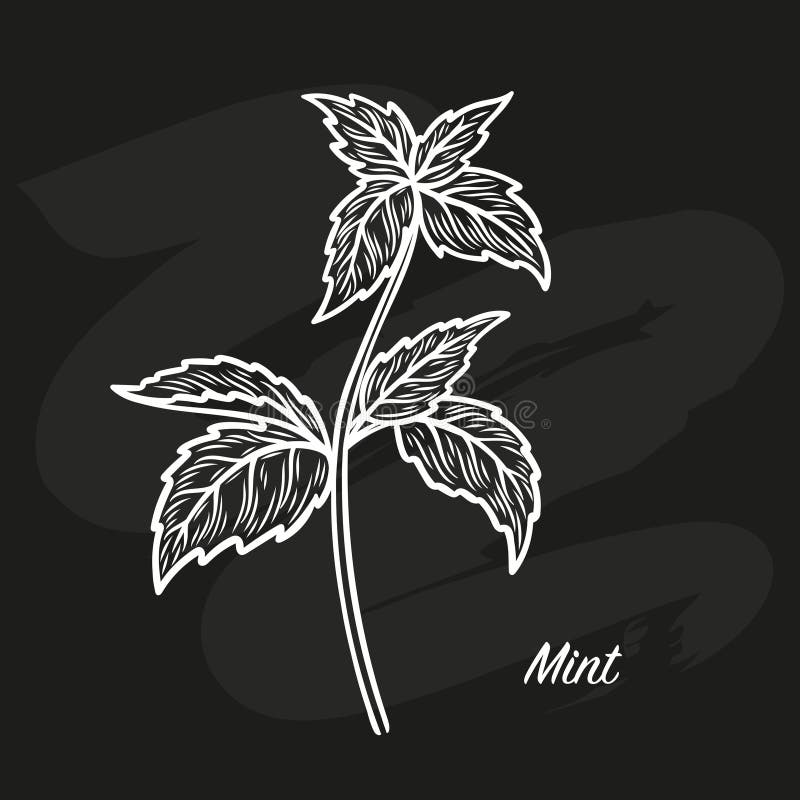 Sketch Drawing of a Mint Branch Stock Vector - Illustration of ...