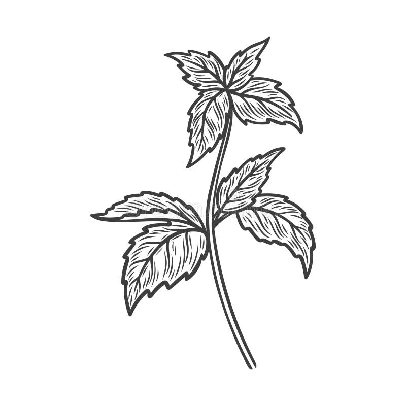 Drawing Menthol Stock Illustrations – 1,000 Drawing Menthol Stock ...