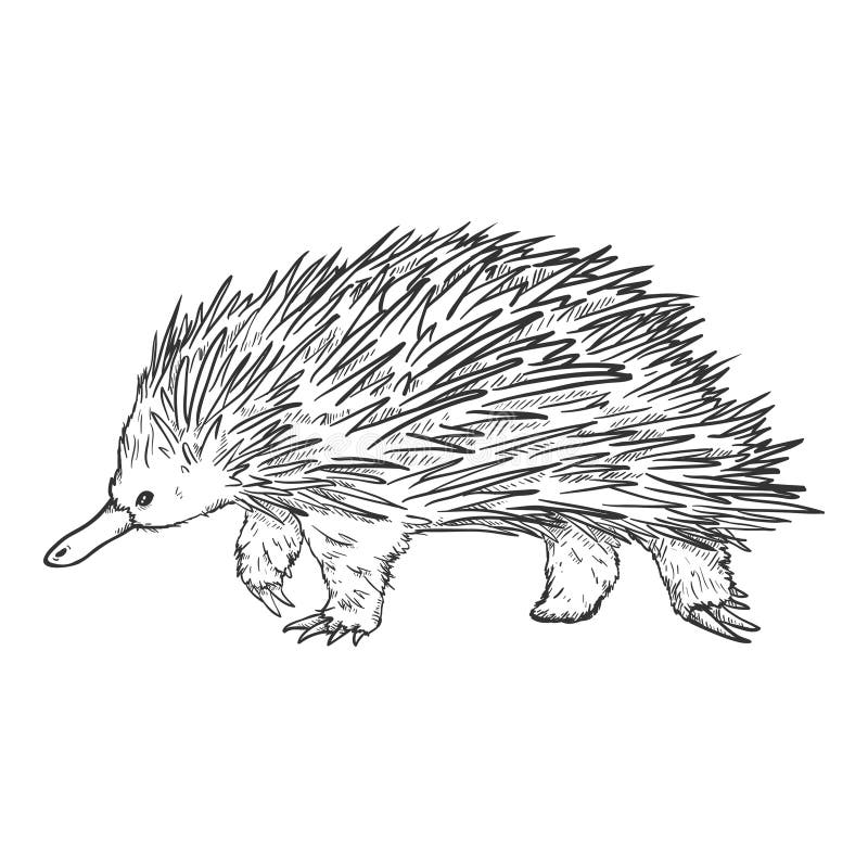 Sketch Echidna - Single Fullbody Illustration Stock Illustration ...
