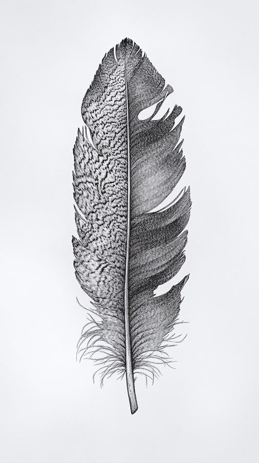 Sketch Engraving of a Detailed Feather with Intricate Textures. Stock ...