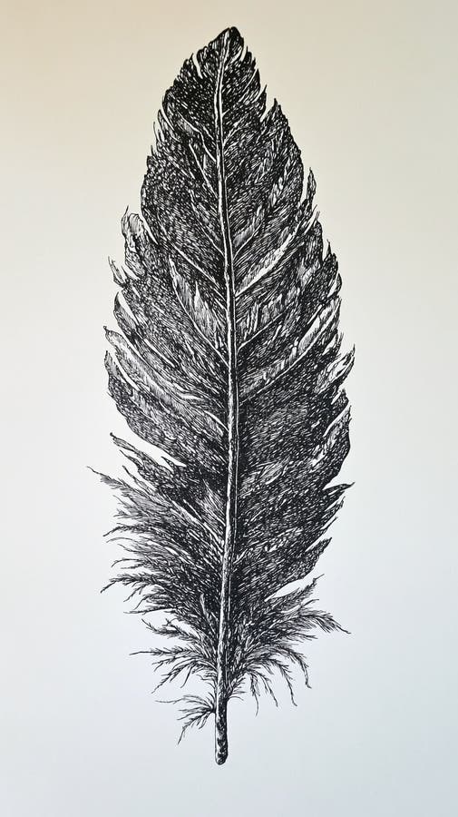 Sketch Engraving of a Detailed Feather with Intricate Textures. Stock ...