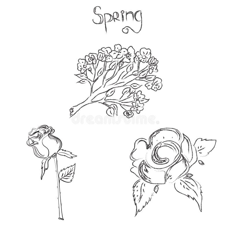 Sketch, Flowers, Spring, Vector, Illustration Stock Vector ...