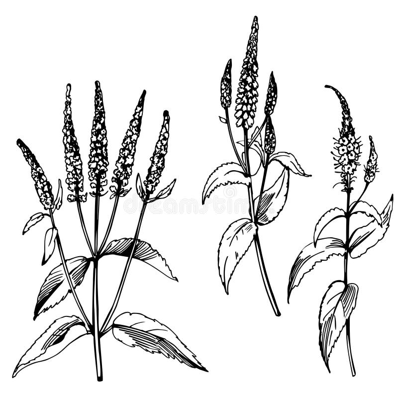 Sketch Flowers. Vector Illustration Stock Vector - Illustration of ...