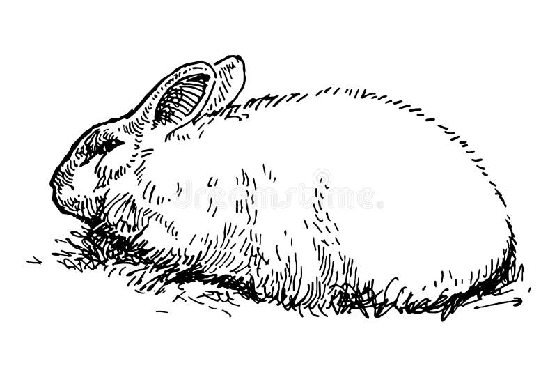 Sketch of Fluffy Cute White Rabbit Sitting in Grass Stock Vector ...