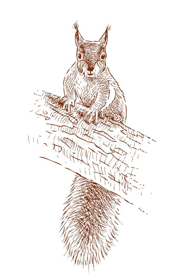 Sketch of a Forest Squirrel Sitting on a Tree Stock Vector ...