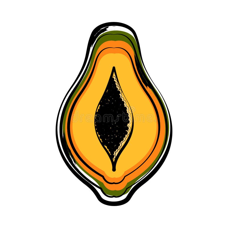 Sketch of a Front View of a Cut Papaya Stock Vector - Illustration of ...