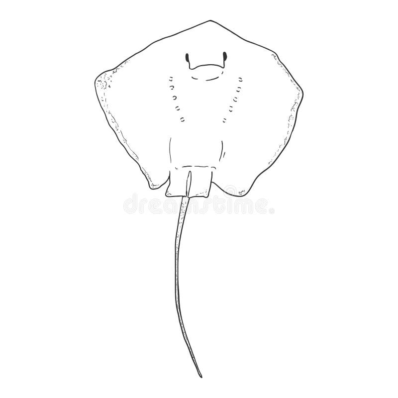 Sketch Giant Stingray. Numb-fish Vector Illustration Stock Vector ...