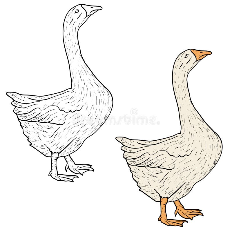 Grey Goose Stock Illustrations – 1,392 Grey Goose Stock Illustrations ...