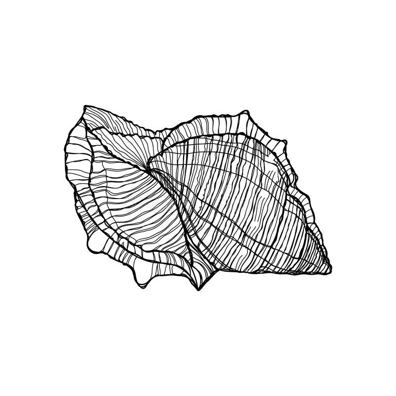 Sea shell sketch stock illustration. Illustration of drawing - 44318008