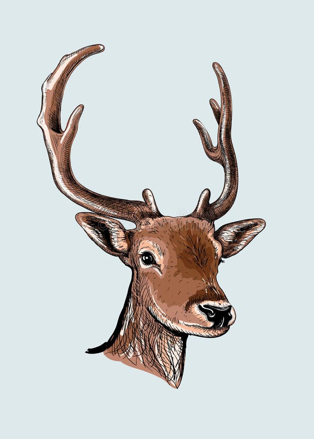 Deer. Hand drawn sketch stock vector. Illustration of animal - 103219165