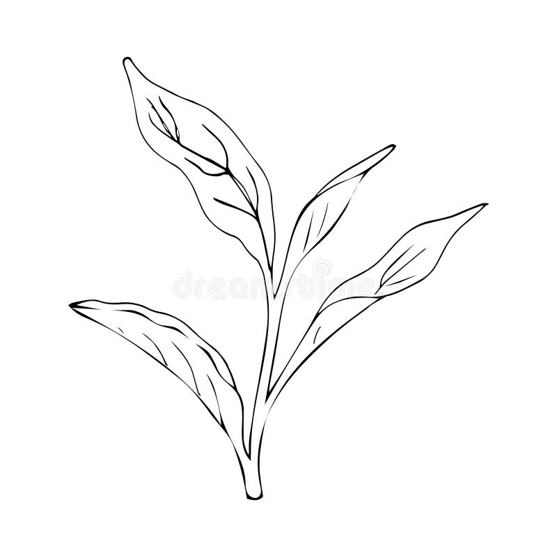 Sketch of Herb. a Simple Drawing of Green Tea Stock Vector ...