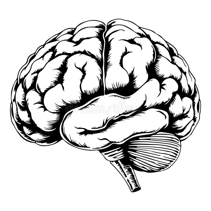 Sketch of human brain stock vector. Illustration of book - 342476162