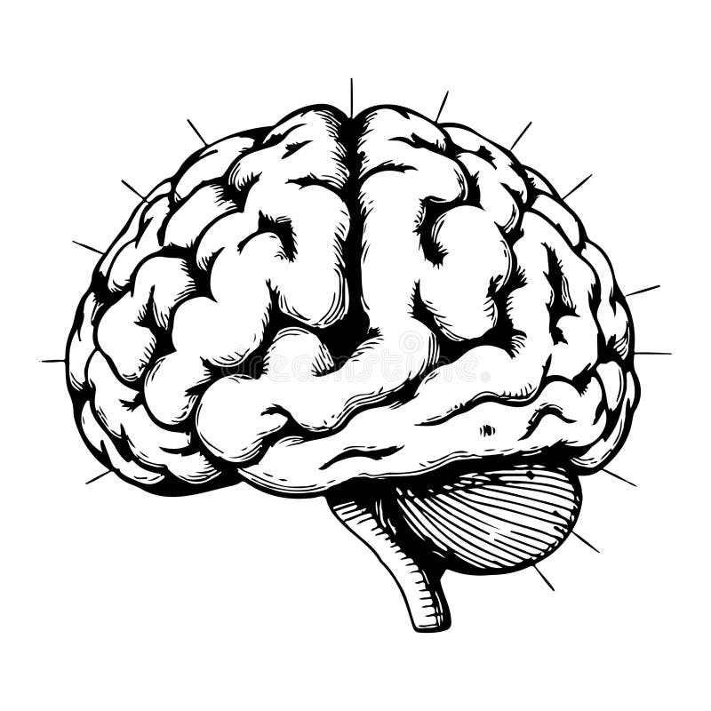 Sketch of human brain stock vector. Illustration of silhouette - 342476196