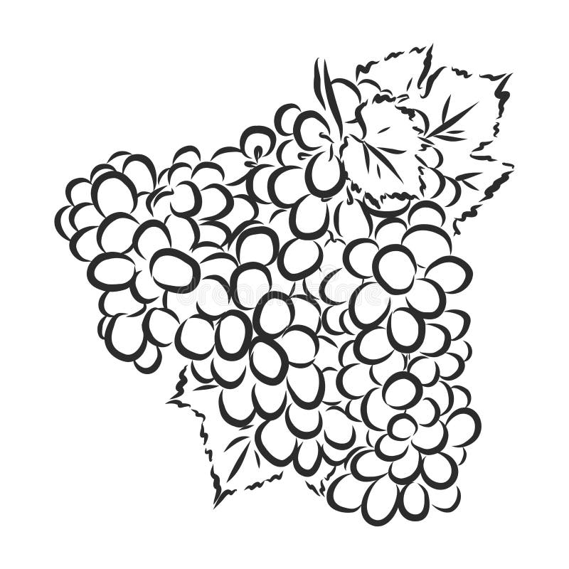 Sketch Illustration of Bunch of Grapes, Wine Grapes, Vector Sketch ...