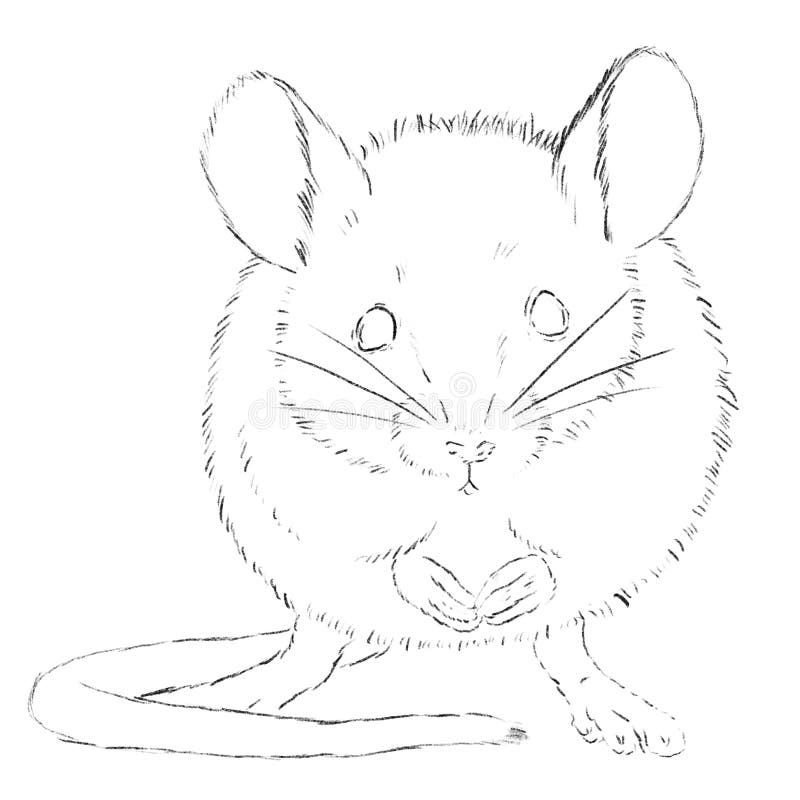 Field Mouse Clip Art Black And White