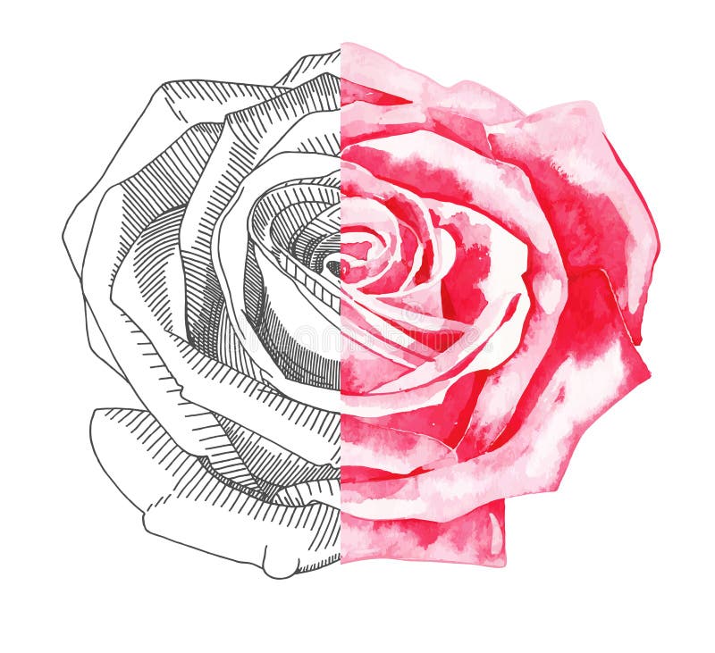 Ink Pen Rose Stock Illustrations – 3,127 Ink Pen Rose Stock ...